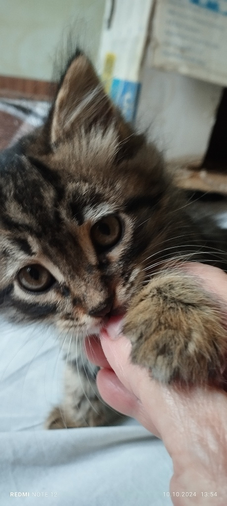 ТТЗ котик 1,5м отдам в хорошие руки