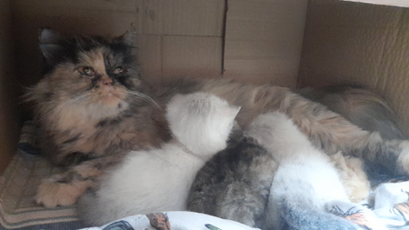 Продаётся Котята на Брон