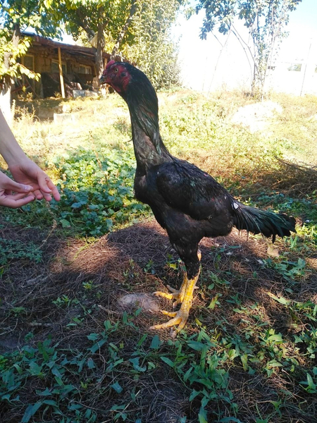 Bobo Xoroz sotiladi