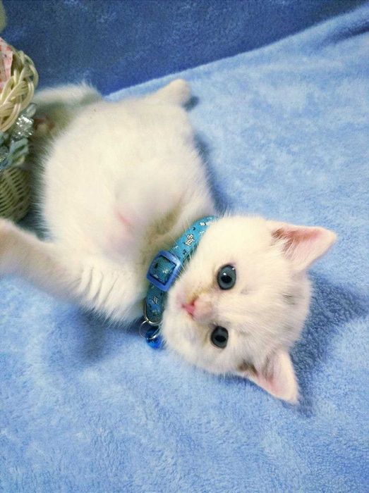 Продается катенок скотиш страйт, мальчик,плюшевый.