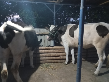 Gunajinlar sotiladi soni 2 ta