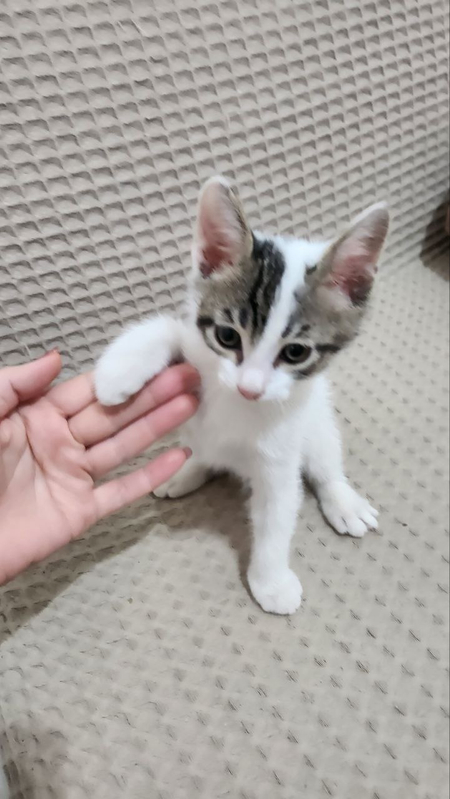 Котята ласковые и миленькие