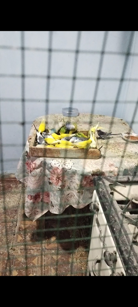 Волнистые попугаи готовы