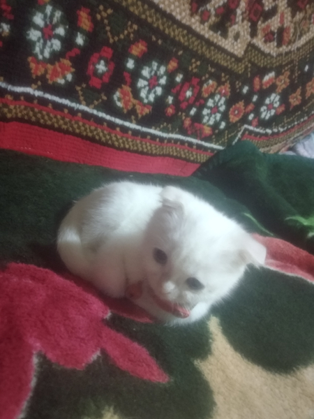 Кошка веслоухая разноглазая
