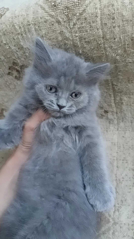 Кошки британ скоттиш  фолд ва страйт