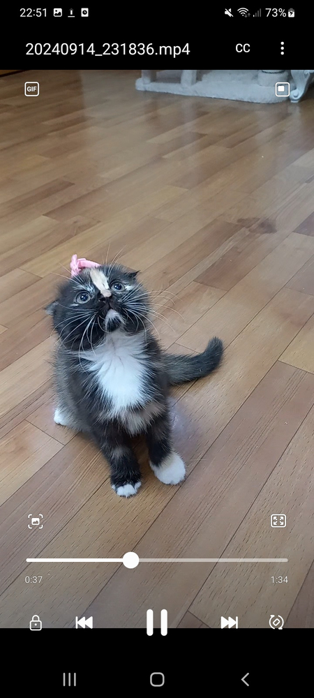Котёнок девочку срочно продаю