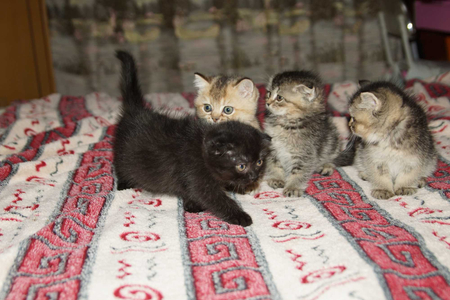 Котята Скоттиш Фолд
