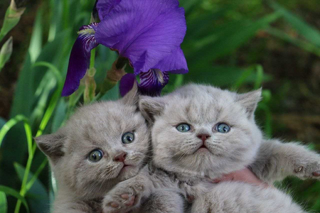 Продаются британские котята