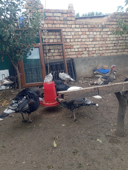 Продам индюков и индюшек