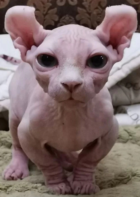 Котята Сфинкс двэльфы