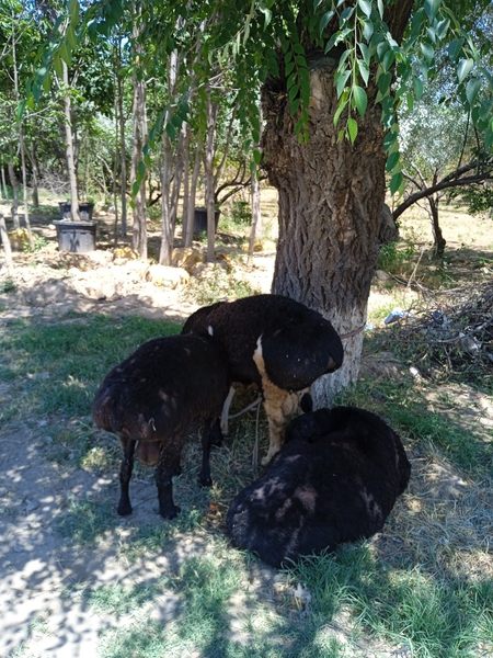 60 50 40 kilo gosh beradi uyda boqilgan oladganla bosa kelishamiz