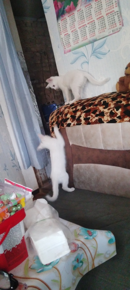 продаются котята