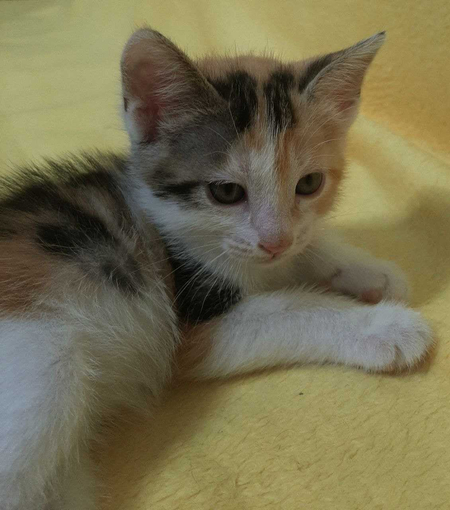 Отдам котят в хорошие руки!