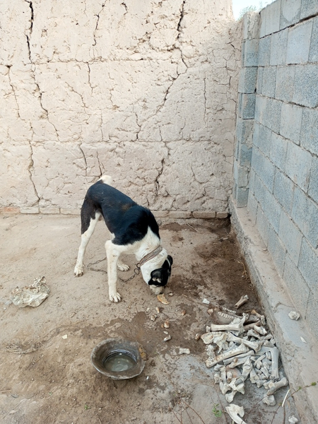 oloboy zottor it sotiladi