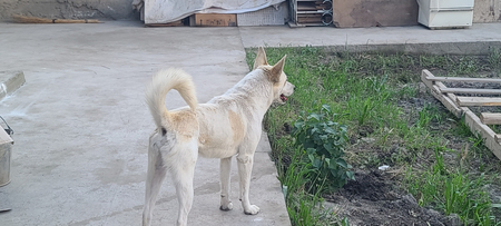Кучук бервораман