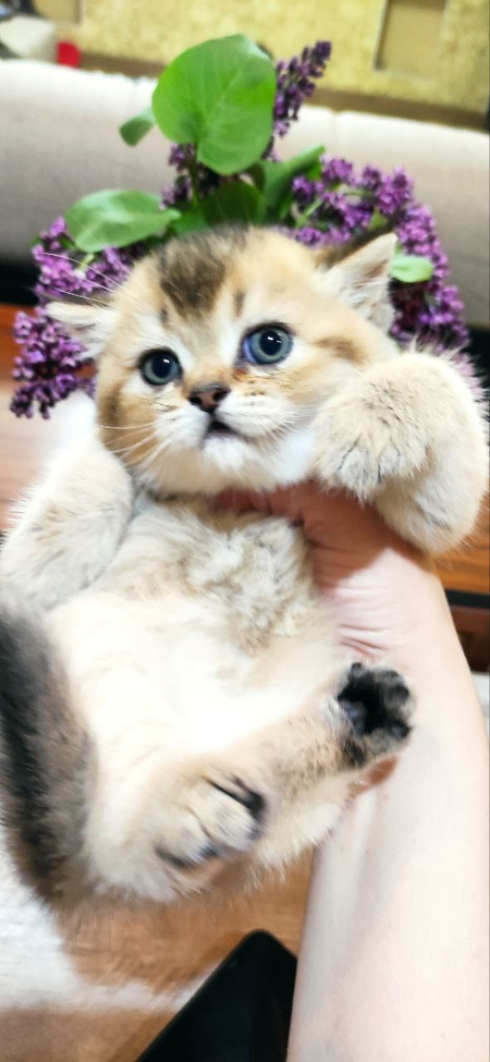 Котята скоттиш страйт .фолд