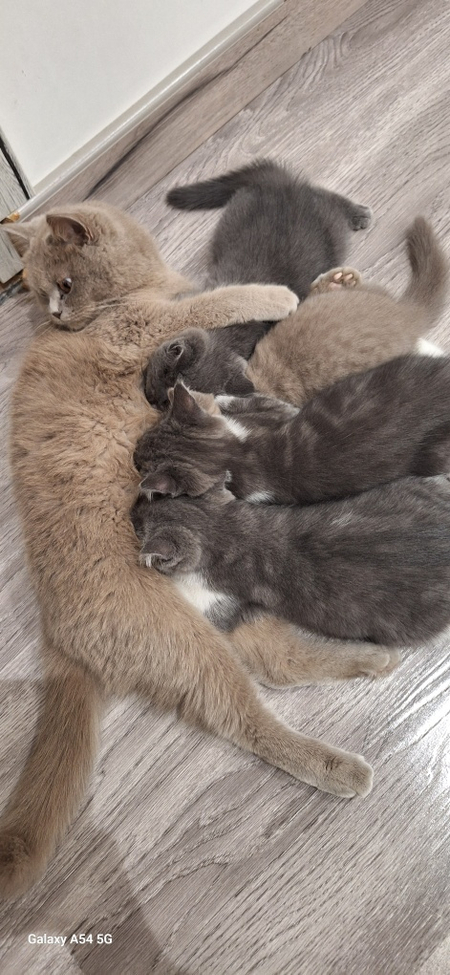 Продаются котята скоттиш страйт
