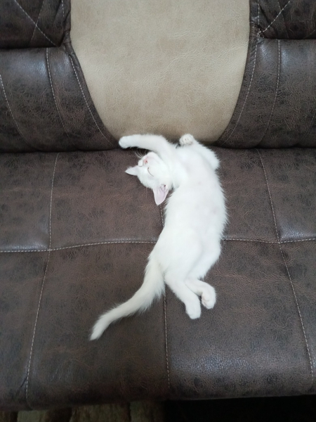 Продаётся котёнок