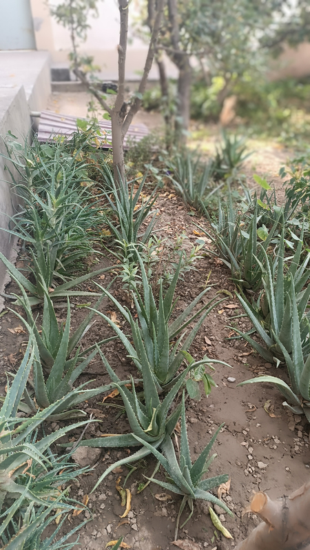 Aloe vera алоэ Вера