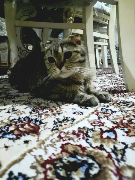 Продаются котёнки фолд