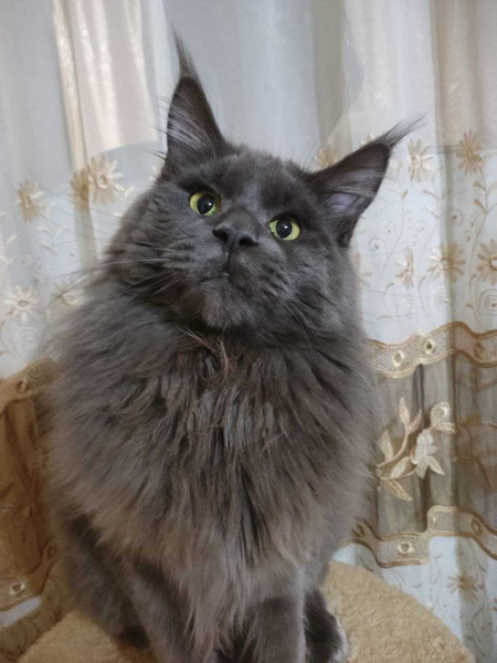 Продаю котят породы майн-кун