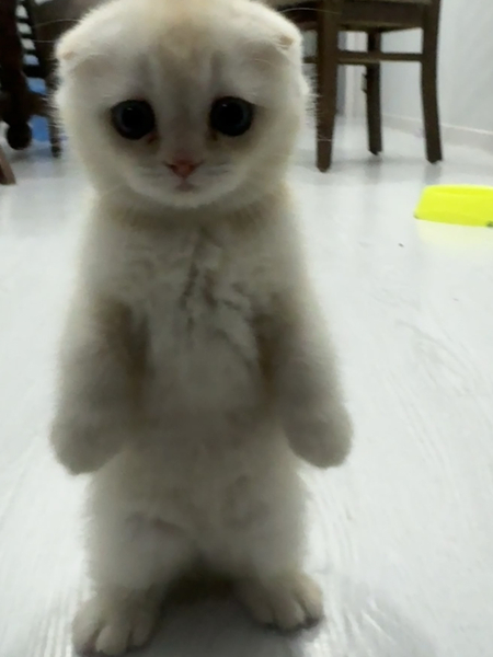 Котёнок скотиш фолд