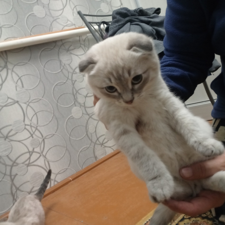 Мушук, пишак, котёнок