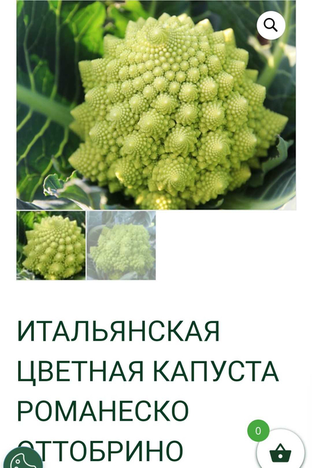 Итальянская цветная капуста Романеско Оттобрино