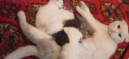 Mushuk [Scottish fold]