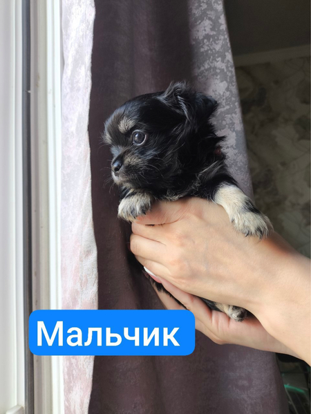 Продаются Щенки чихуахуа