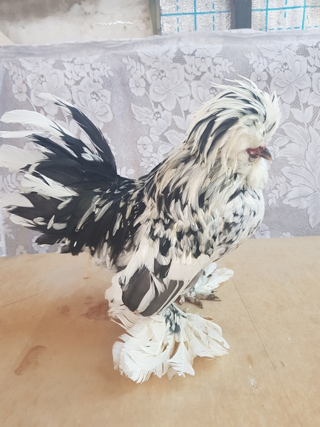 Продаётся корейский бентамки