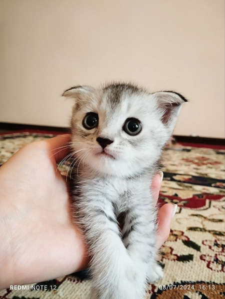 Шотландские вислоухие котята
