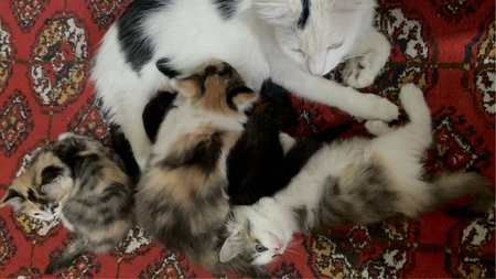 Котята 4 штуки