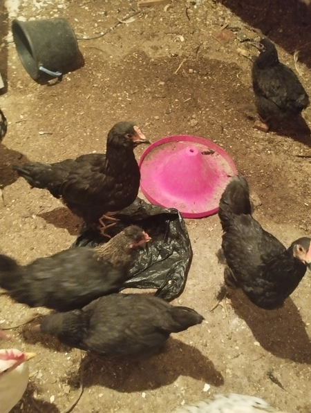 Xoʻroz jujalar sotiladi