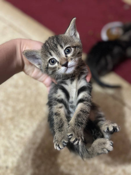 Домашние котята на хорошие руки