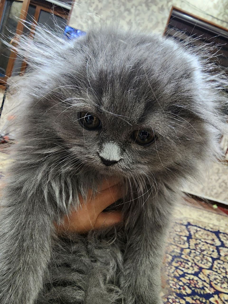 Продам шикарную девочку скоттиш фолд хайленд