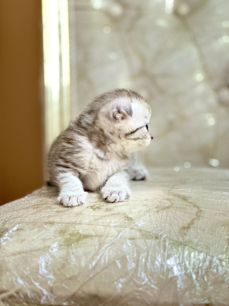 Scottish fold va straytlar go’zlalari