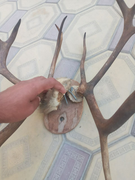 Kiyik Shoxi sotiladi.