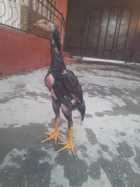 Зотдор дакенлар.