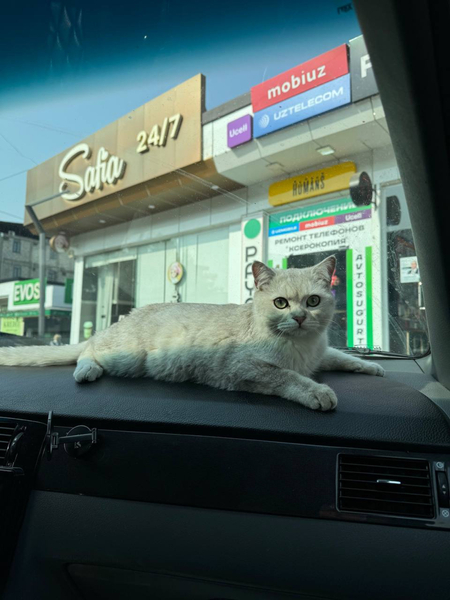 Кошка продаеттся