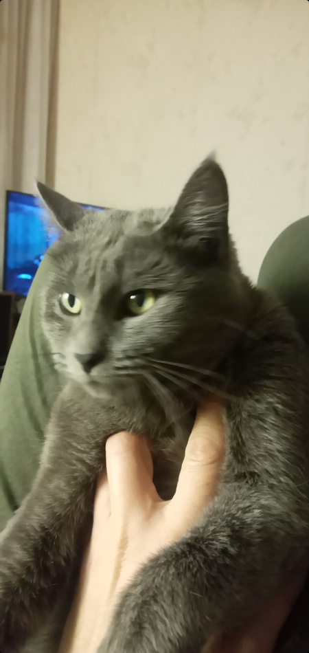 Продаются котята породы Карат