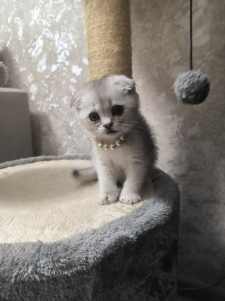 Шикарные чистокровные котята