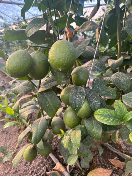 Limon kochati 600 tub