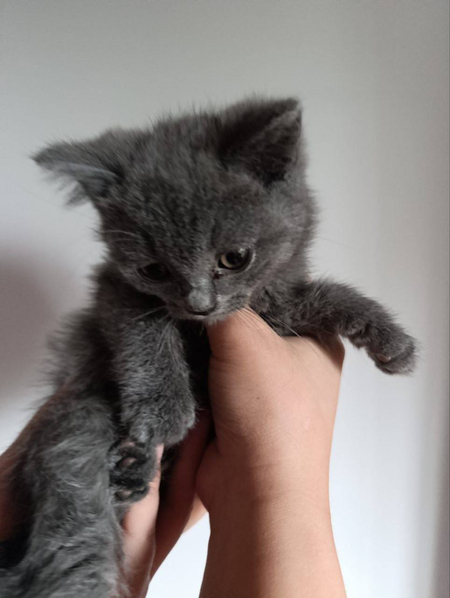 Котенок Скоттиш-стрей , Skotish- streyt mushugi.