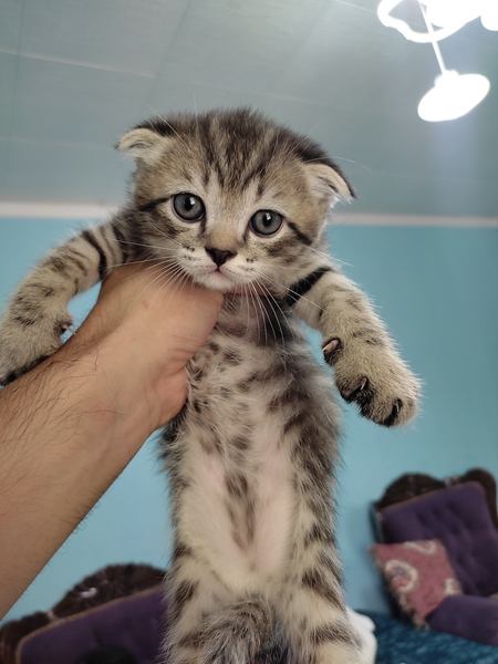 Котята шотландской породы