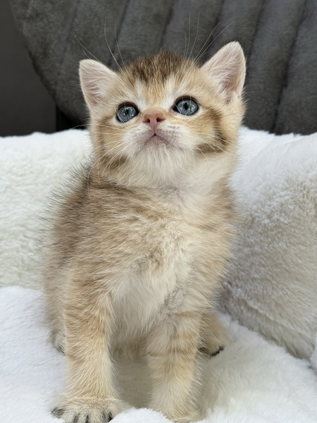 Британский котенок