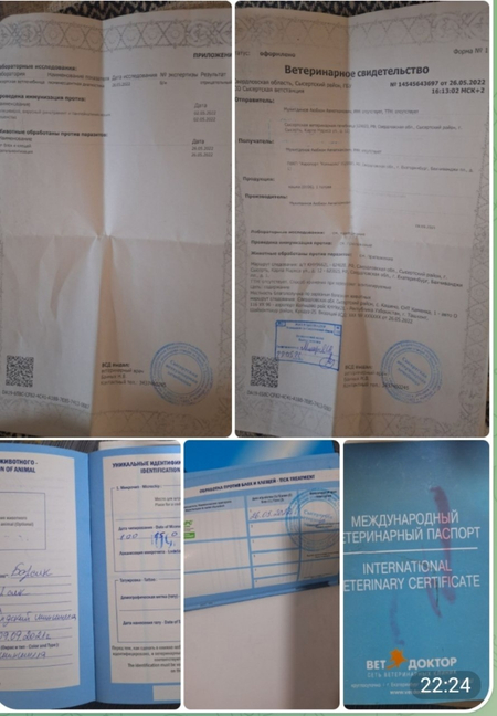 Продаются котята отличной породы. Папа Фолд Мама Страйк .