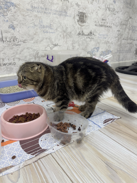 Продается кошка, 3 года британский скоттиш фолд