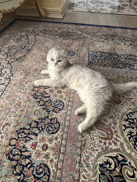 Скоттиш фолл девочка