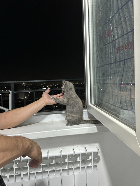 Продаётся котёнок в